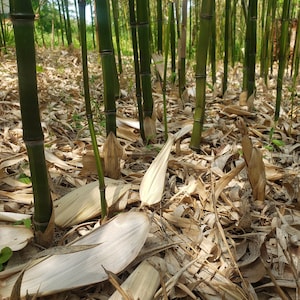 Bamboo Sheaths Natural Organic Substrate for Vivarium, Terrarium ...