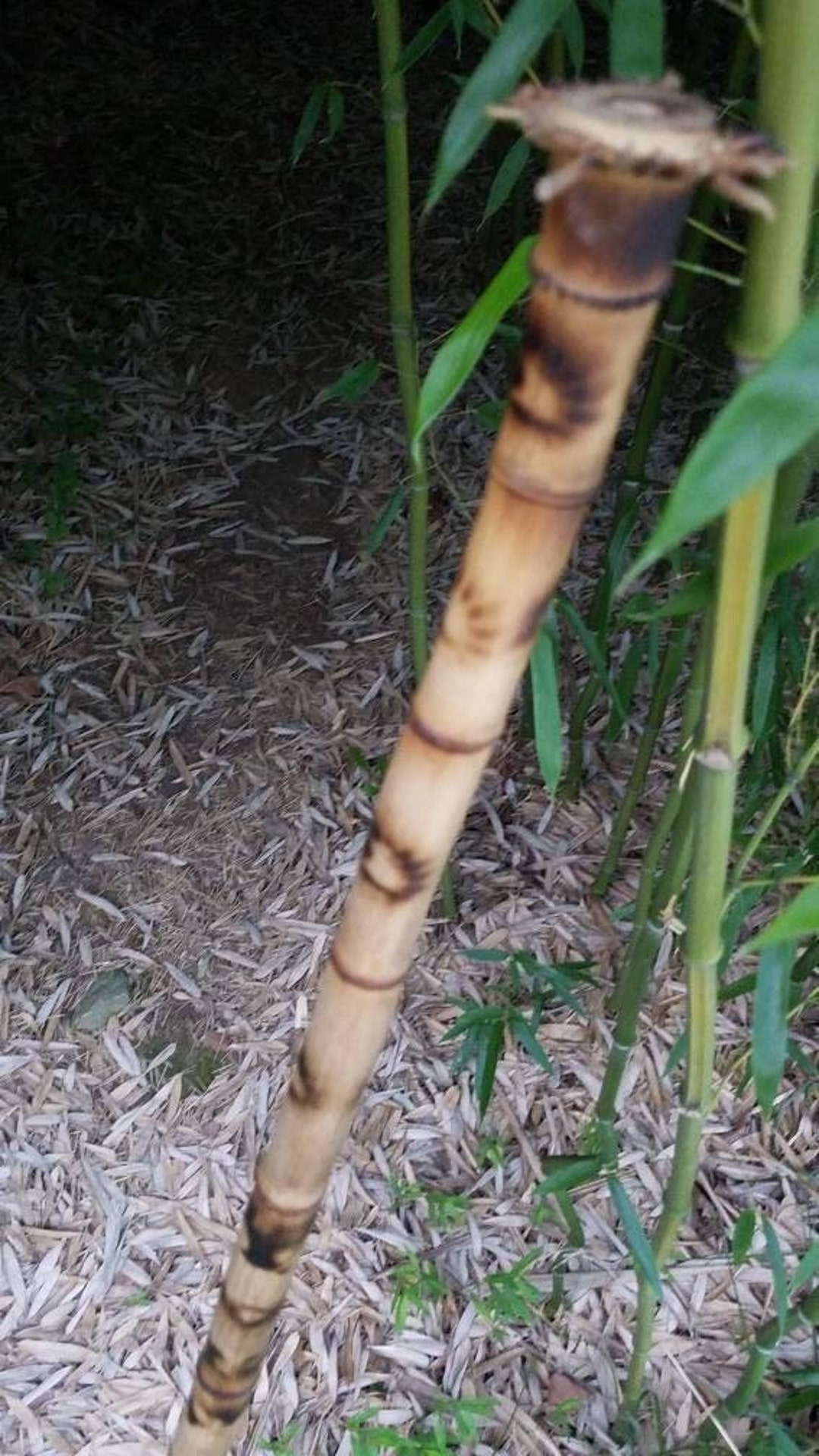 63 Slim Bamboo Hiking Stick Jr. Walking Staff Trekking - Etsy