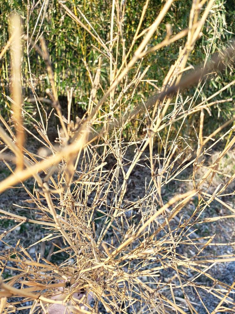 Rock and Roll Stippling Tool Artist Whip Brush for Texture - Etsy