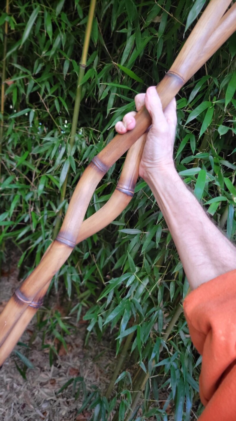 Curvy Split Bamboo, Rare Natural Climbing Decor Stick for Reptiles ...