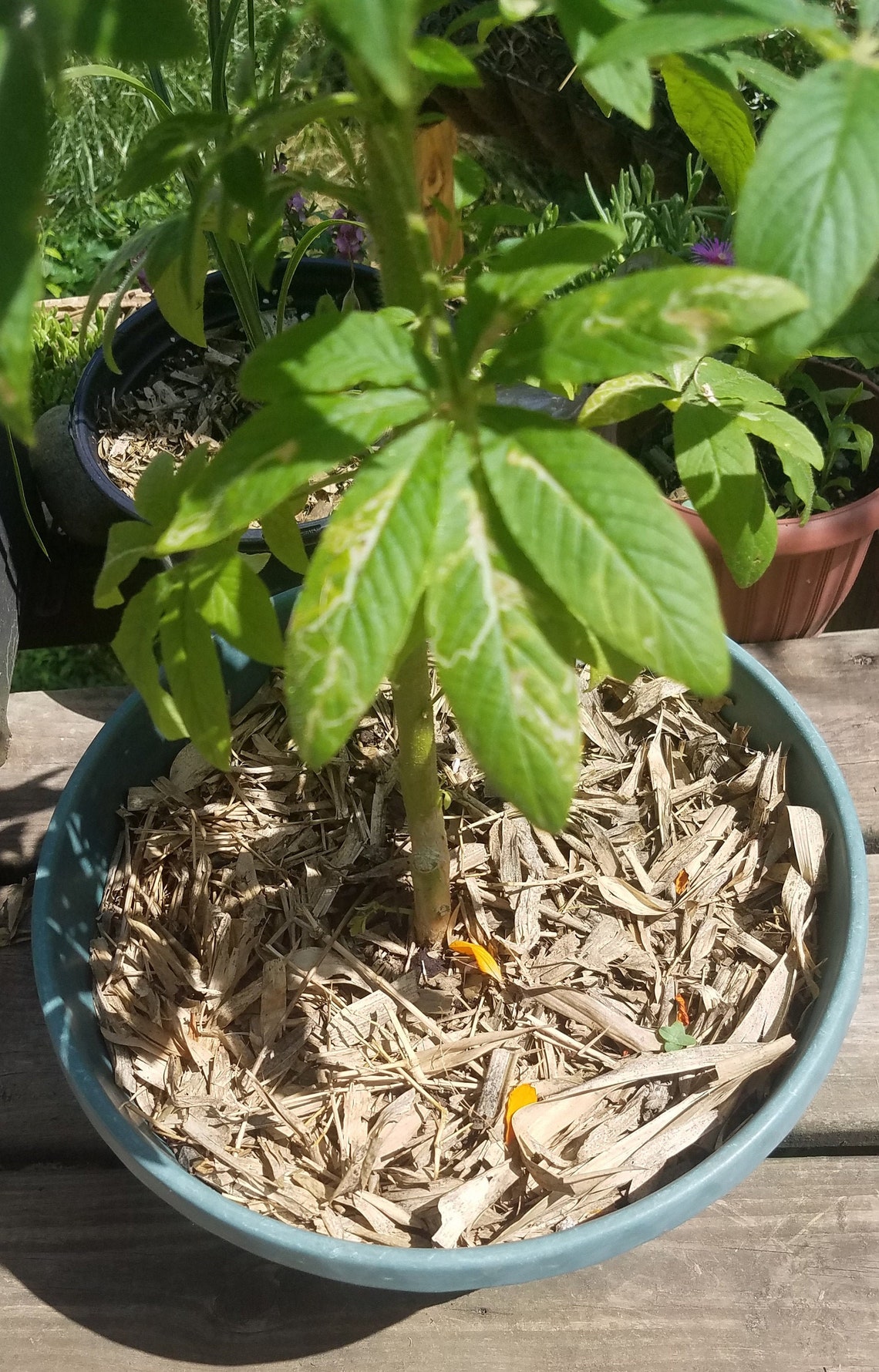 Natural Bamboo Mulch Superior Garden Container and Potted - Etsy