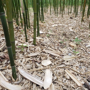 Bamboo Sheaths Natural Organic Substrate for Vivarium, Terrarium ...