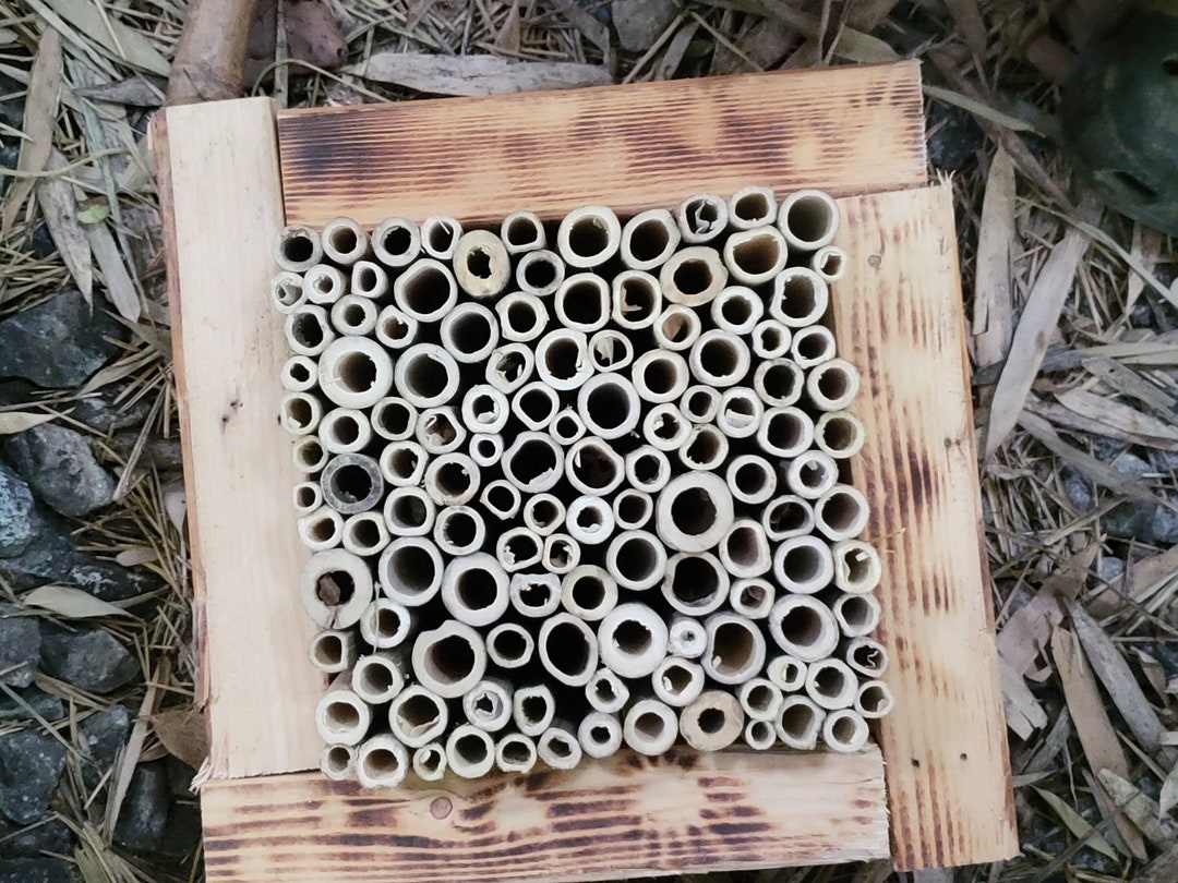 Mason Bee Nesting Tubes From Natural Ohio Bamboo, DIY Solitary Bee ...
