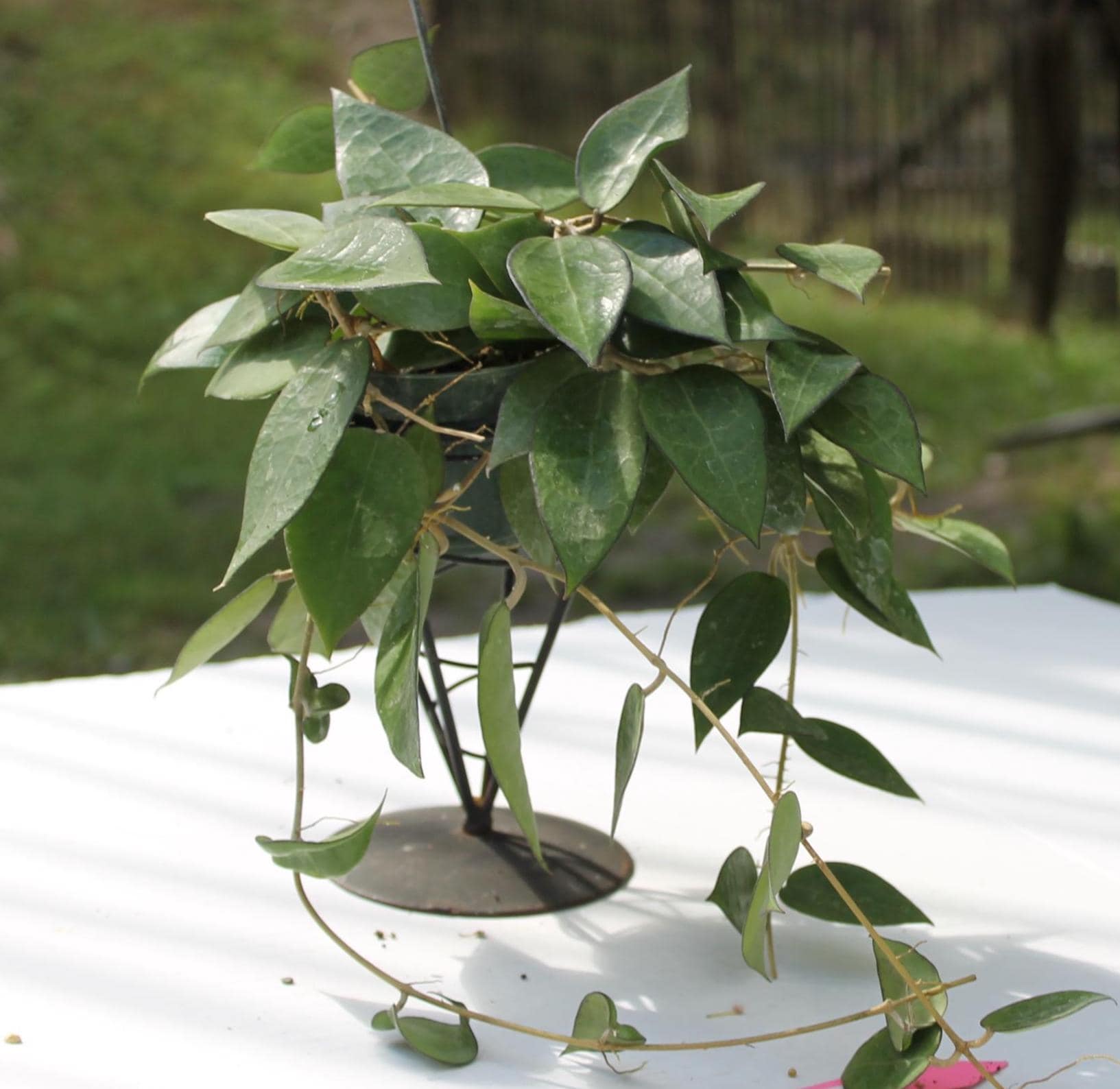 Hoya PARASITICA BLACK MARGIN Fragrant House Plant Free Shipping - Etsy