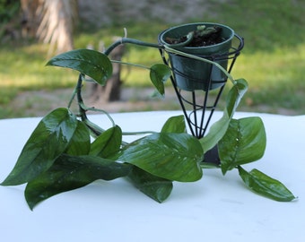 Skeleton Key Pothos Epipremnum Pinnatum Skeleton Key Tropical ...
