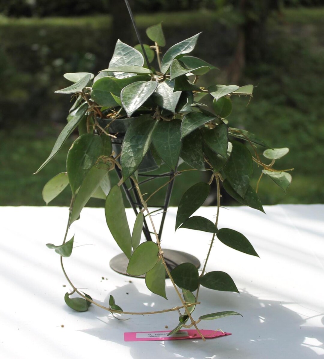 Hoya PARASITICA BLACK MARGIN Fragrant House Plant Free Shipping - Etsy