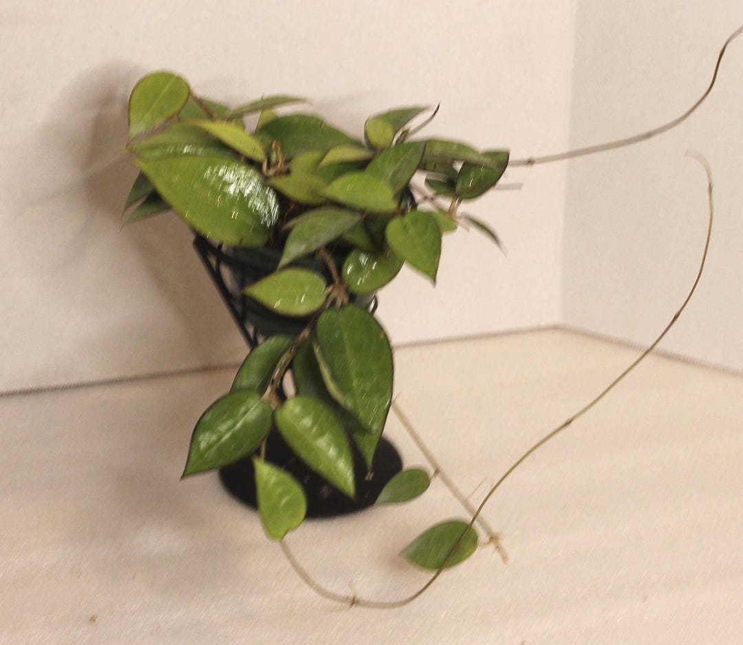 Hoya PARASITICA BLACK MARGIN Fragrant House Plant Free Shipping - Etsy
