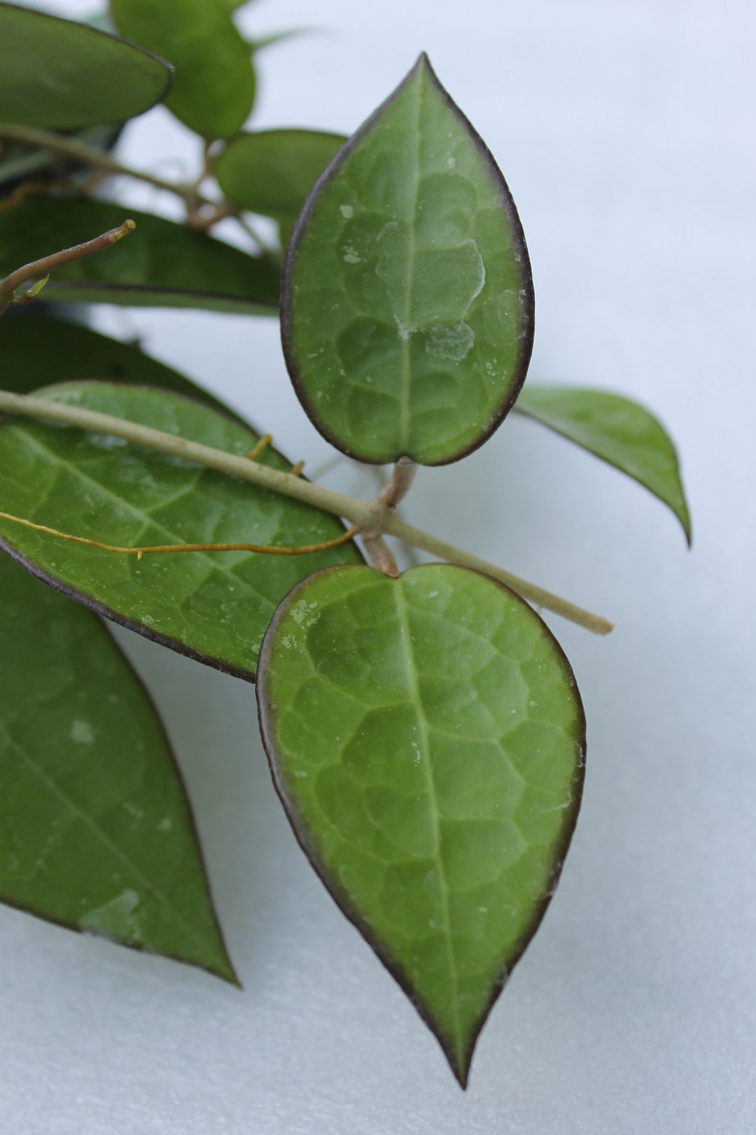 Hoya PARASITICA BLACK MARGIN Fragrant House Plant Free Shipping - Etsy