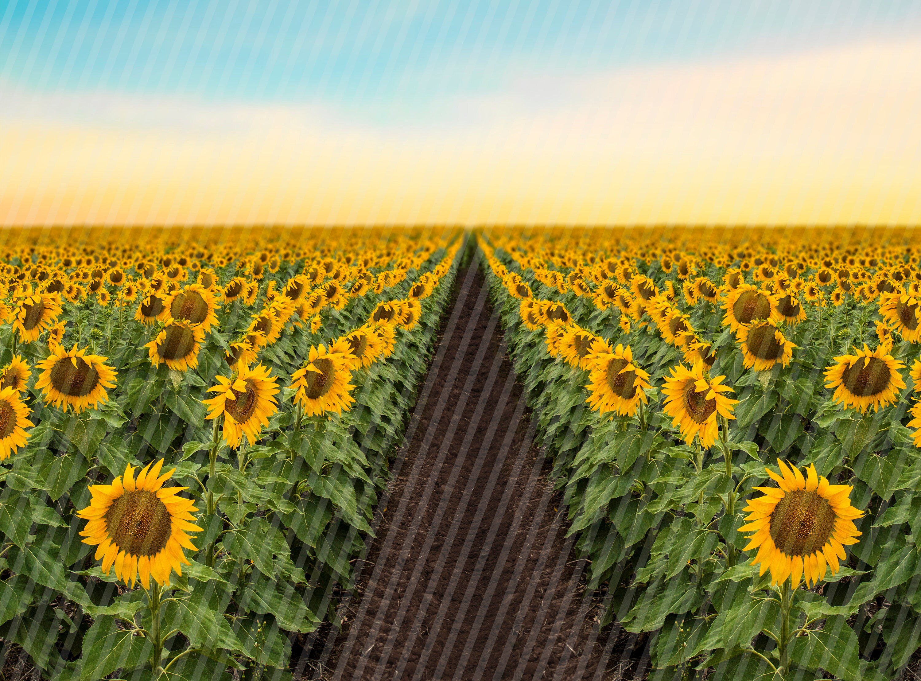 Sunflower Digital Backdrop, Sunflower Digital Background - Etsy