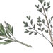 Sprigs Clipart • 6 Hand Drawn Digital Images • Png, Plants, Illustrated ...