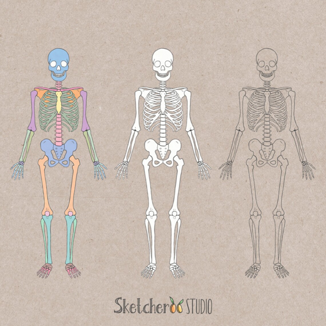 Skeleton Clipart • 3 Hand Drawn Digital Images • Png, Halloween ...