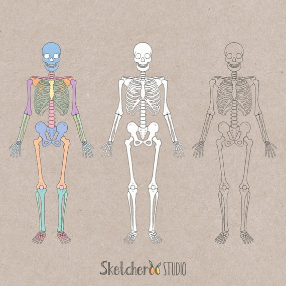 Skeleton clipart 3 hand drawn digital images with | Etsy