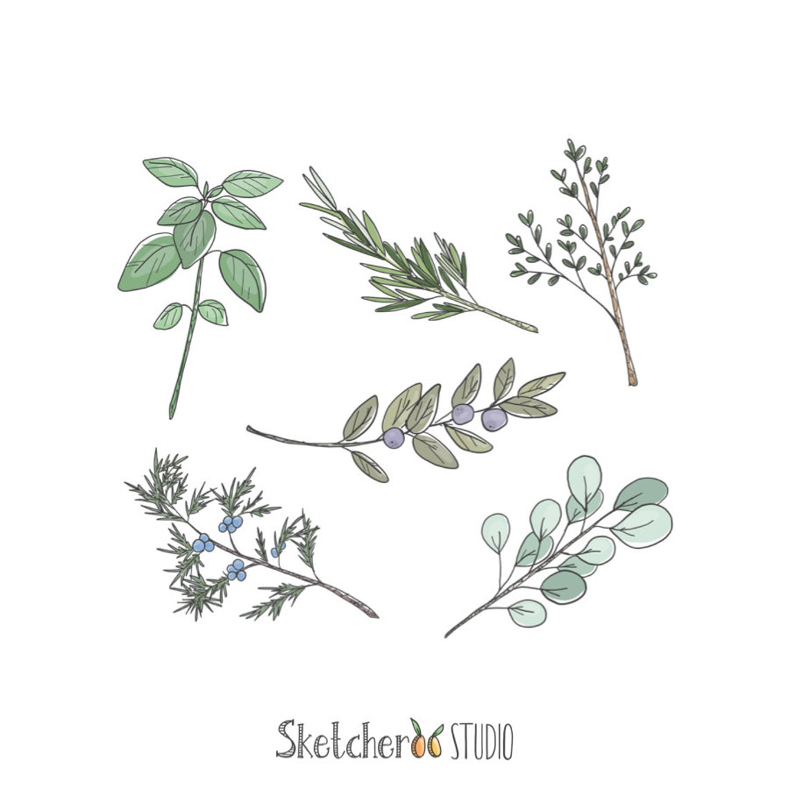 Sprigs Clipart • 6 Hand Drawn Digital Images • Png, Plants, Illustrated ...