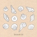Seashells Clipart 12 Hand Drawn Digital Images Png, Ocean, Seashell ...
