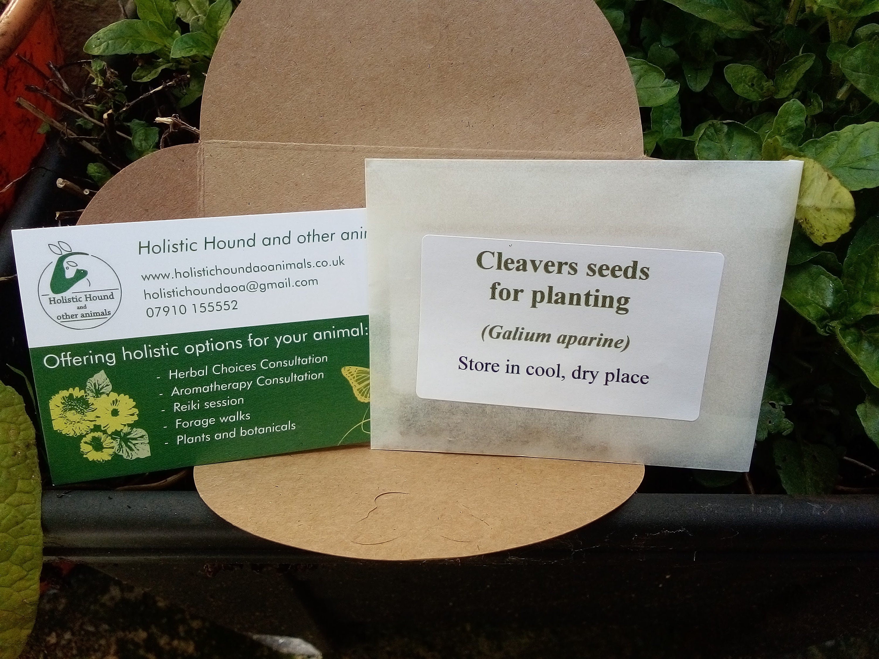 Cleavers seeds for planting Galium aparine | Etsy