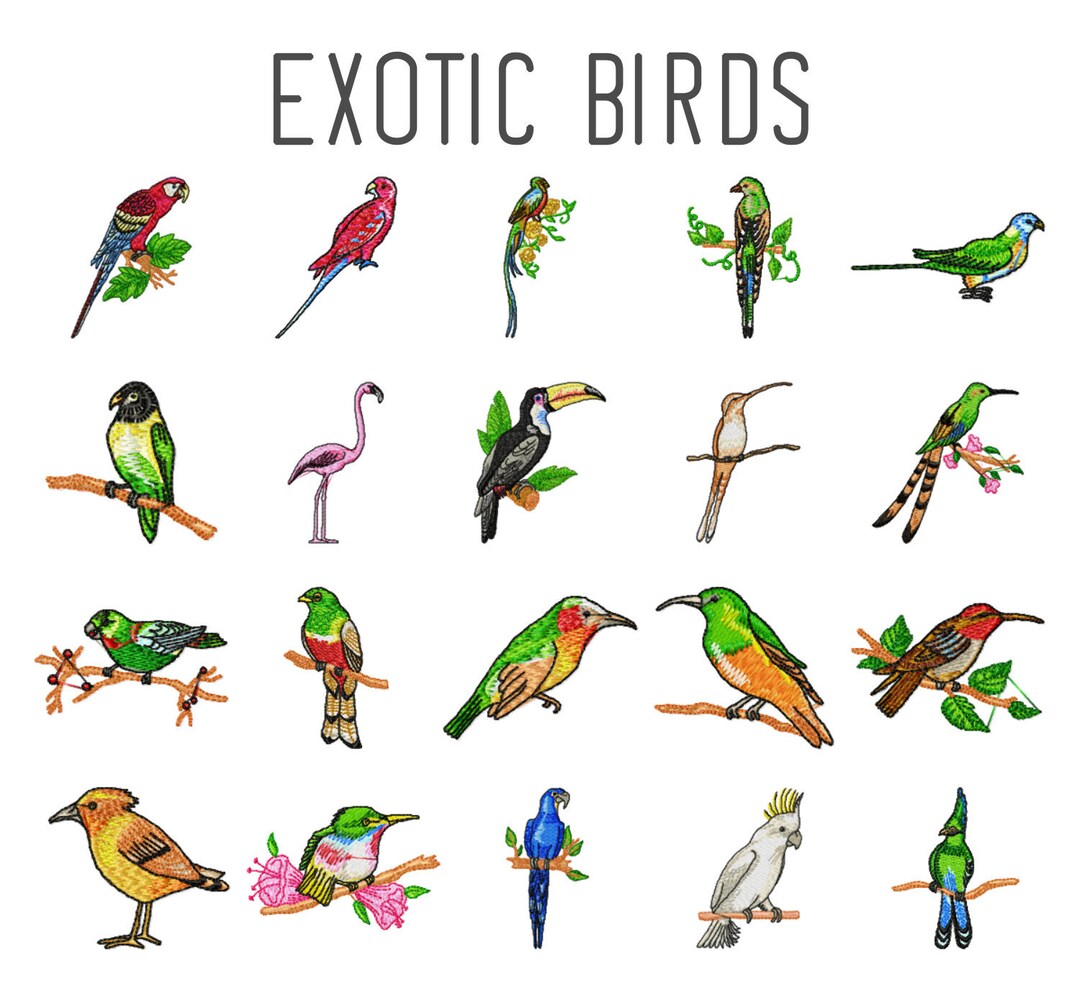 20 Exotic Birds Machine Embroidery Designs, Tropical Bird Embroidery ...