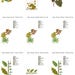 35 Leaf Machine Embroidery Designs, Floral Embroidery, Embroidery ...
