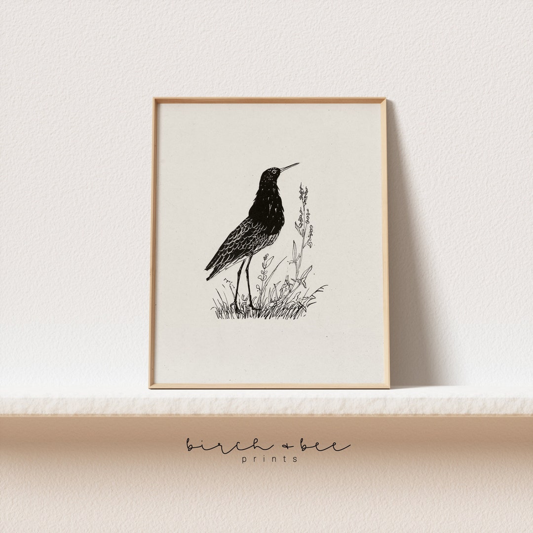 Vintage Bird Prints | Black and White Bird Print | Bird Sketch ...
