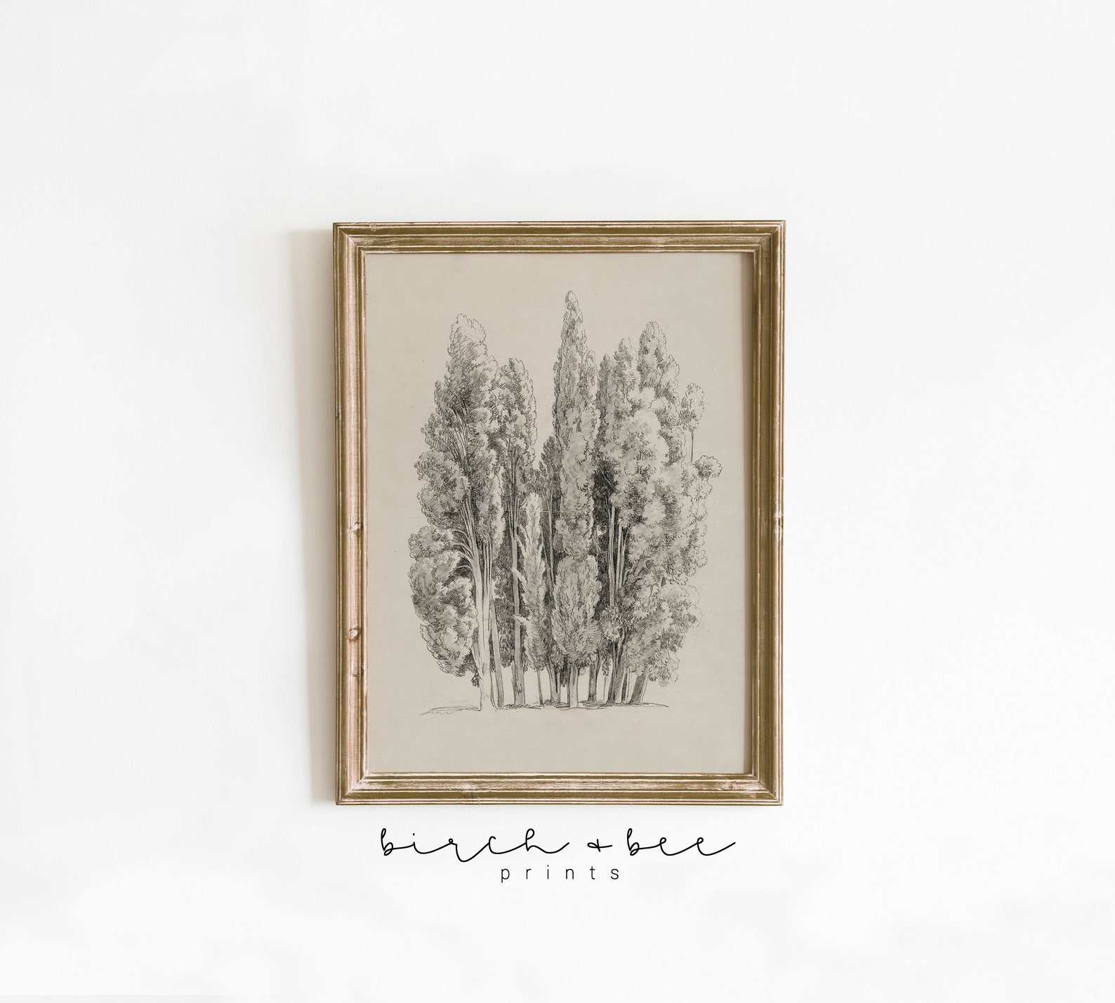 Vintage Tree Sketch Cypress Tree Art Printable 51 - Etsy