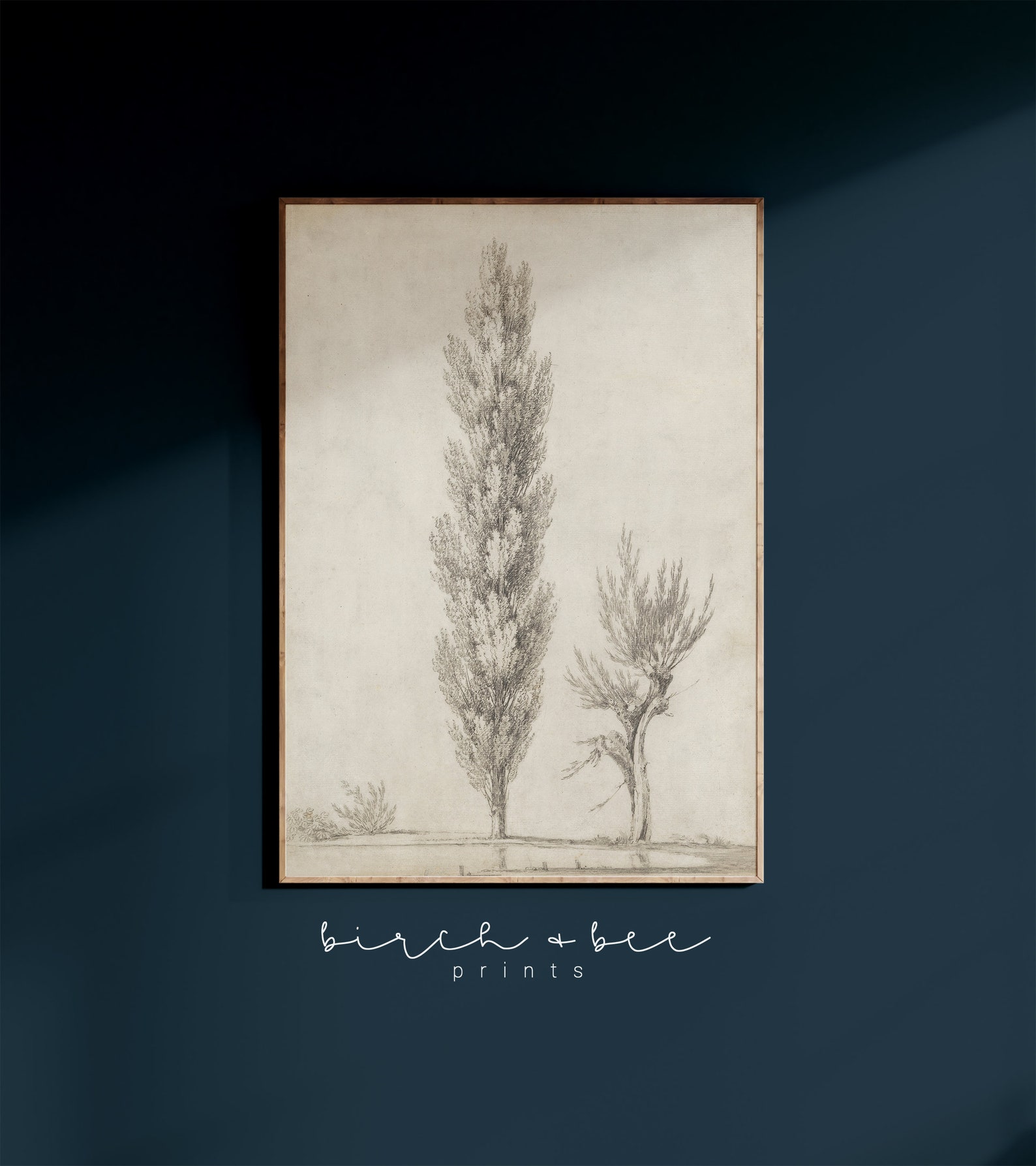 Vintage Tree Sketch Poplar Tree Drawing Printable - Etsy