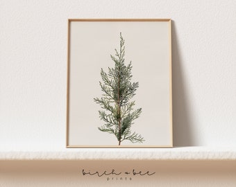 Vintage Juniper Print - Etsy