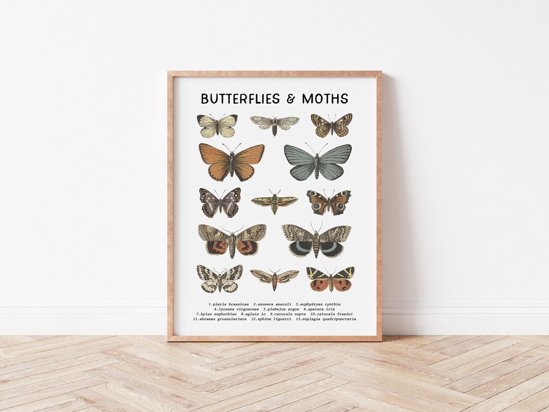Butterfly Chart Print | Butterfly Chart Poster | Butterfly Kids Room ...