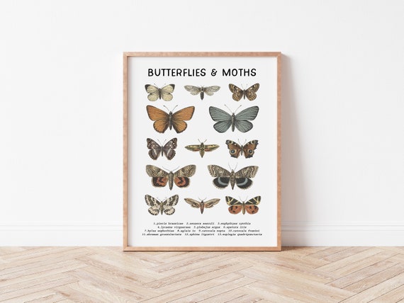 Butterfly Chart Print Butterfly Chart Poster Butterfly - Etsy Australia