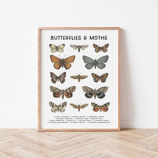 Butterfly Chart - Etsy