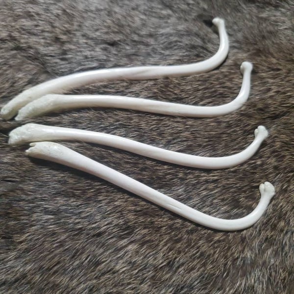 Coon Dick Toothpicks - Etsy