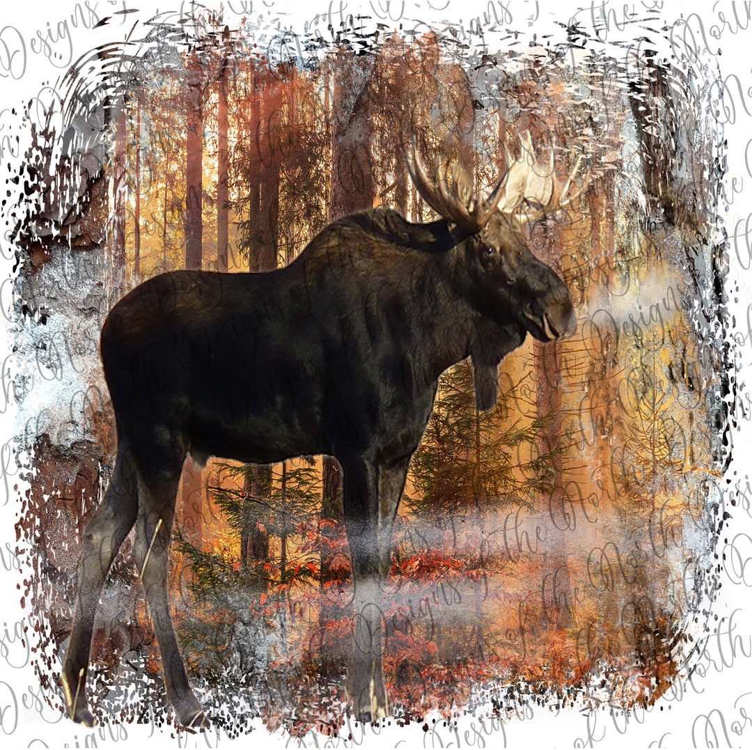 Moose Sublimation-fall Sublimation-fall Woods Sublimation-moose Faal ...