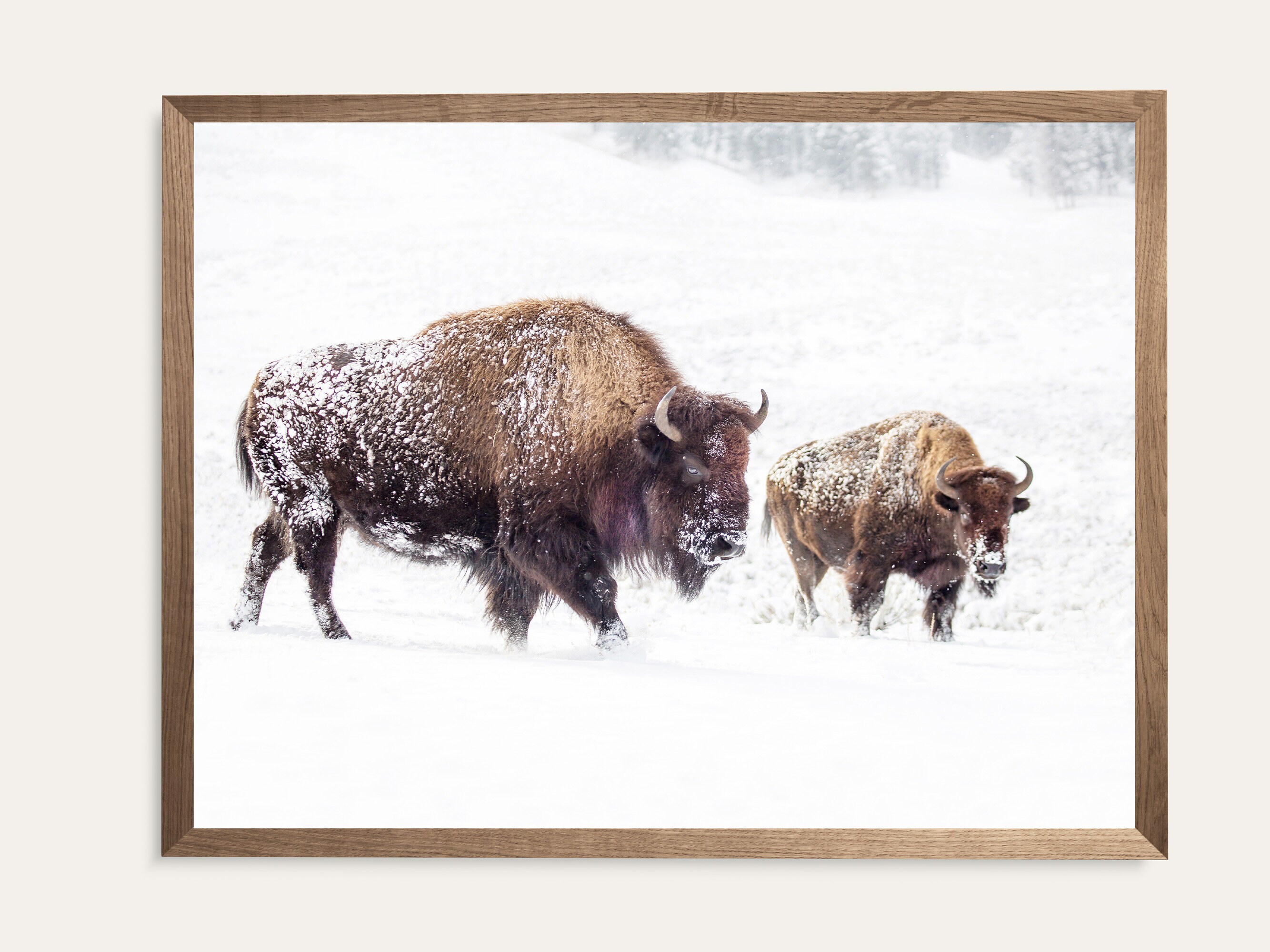 Bison Print Set of 3, Western Prints, Buffalo Wall Art, Rustic Decor ...