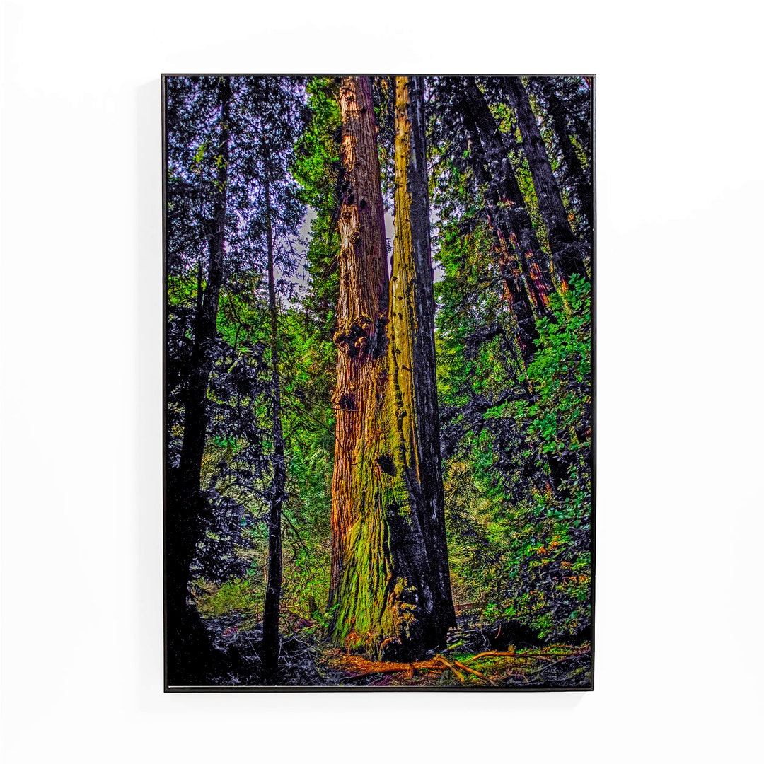 Printable California Redwoods Wall Art, Muir Woods Nature Print ...