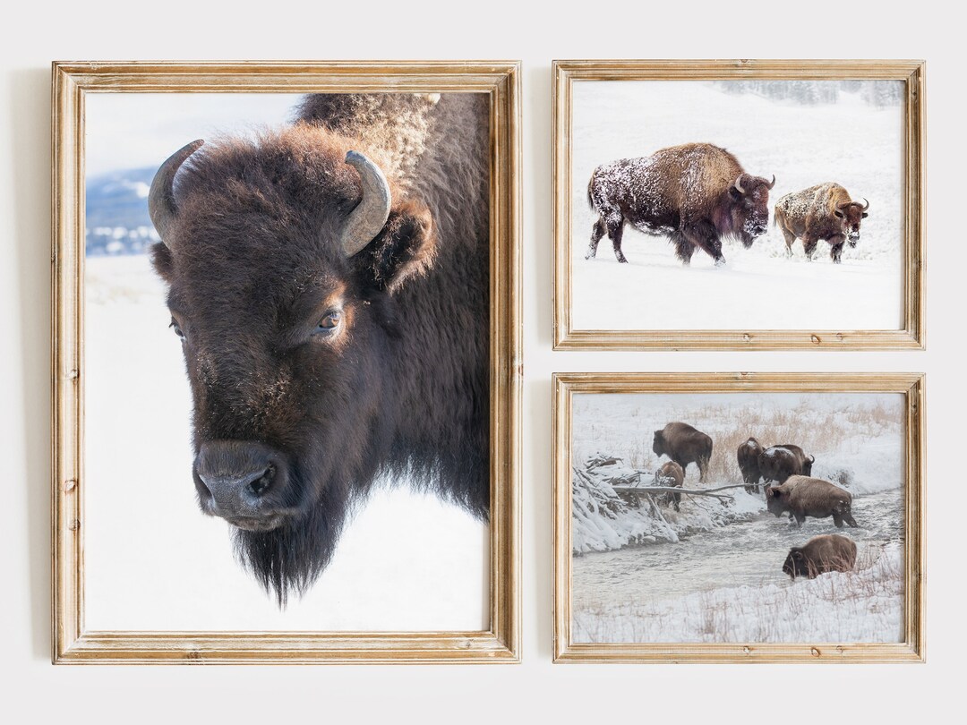 Bison Print Set of 3, Western Prints, Buffalo Wall Art, Rustic Decor ...