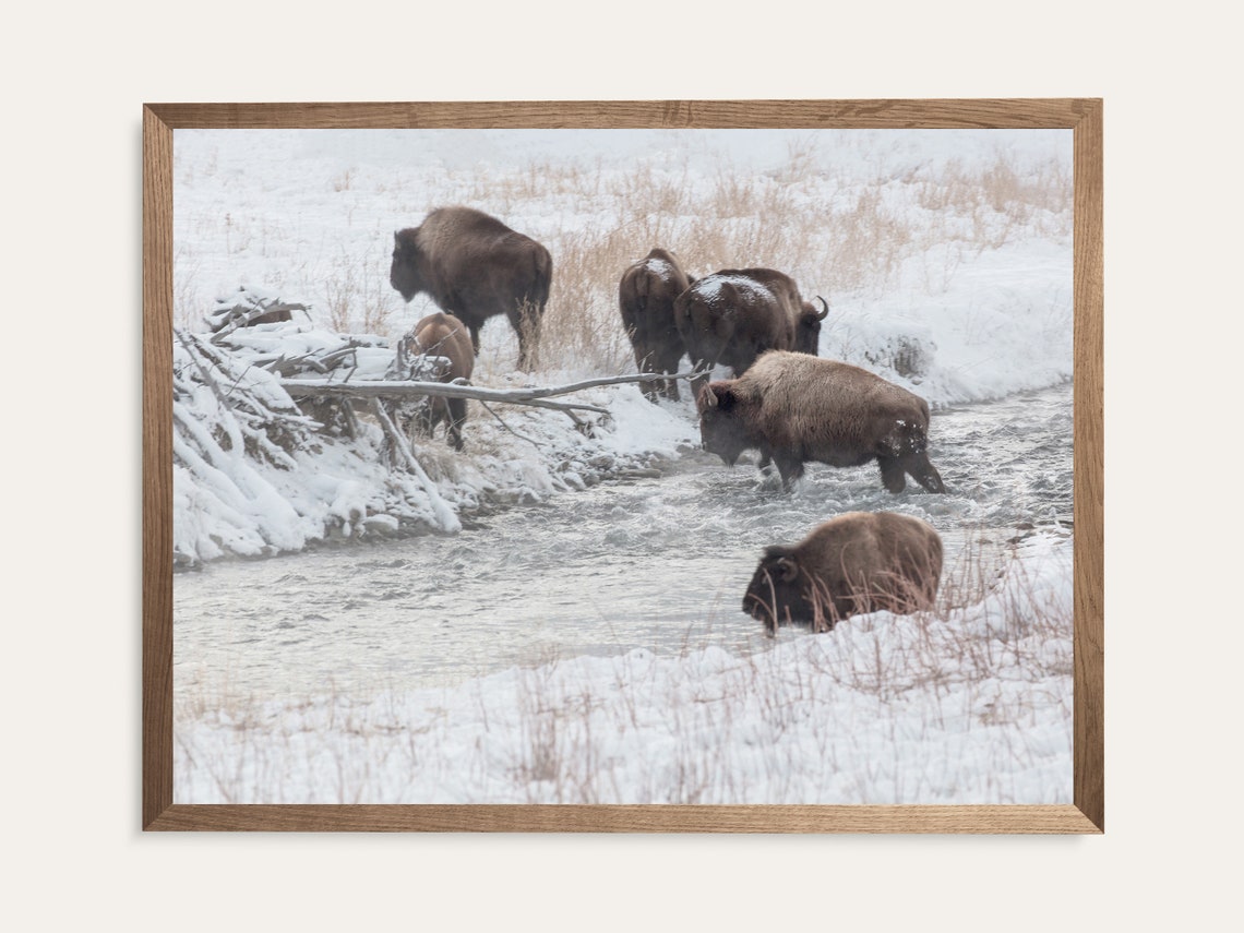 Bison Print Set of 3 Western Prints Buffalo Wall Art Rustic - Etsy