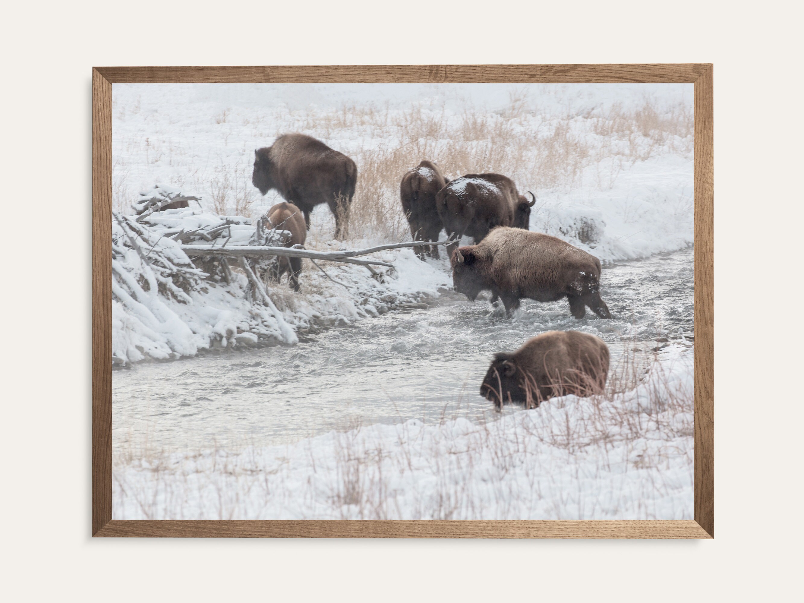 Bison Print Set of 3, Western Prints, Buffalo Wall Art, Rustic Decor ...