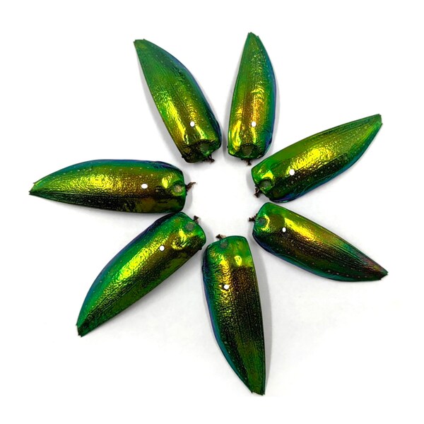 Jewel Beetle Wings - Etsy