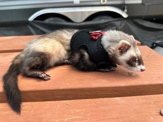 Ferret Personal Flotation Device (life Vest) With Bow - Etsy