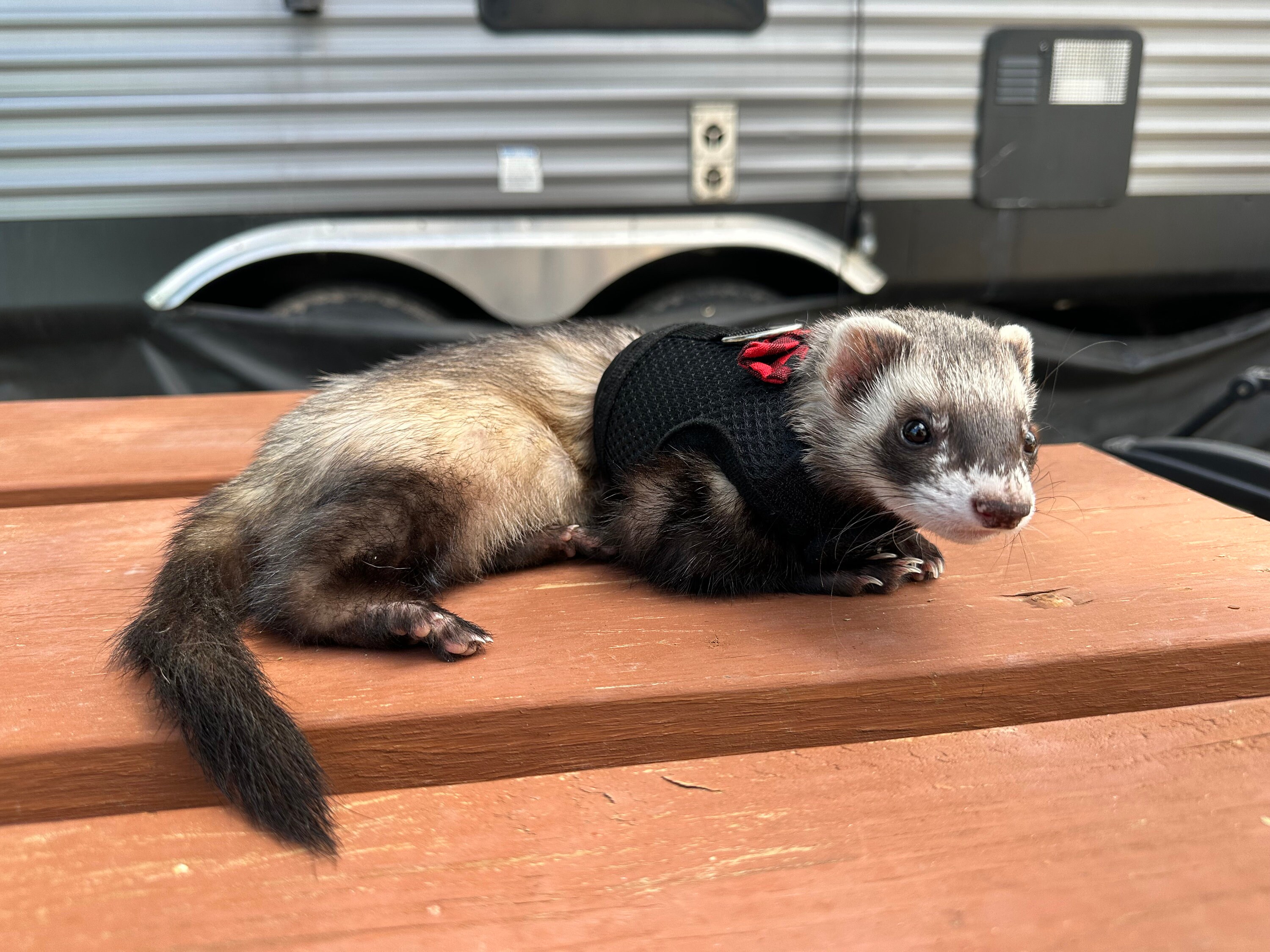 Ferret Personal Flotation Device life Vest With Bow - Etsy