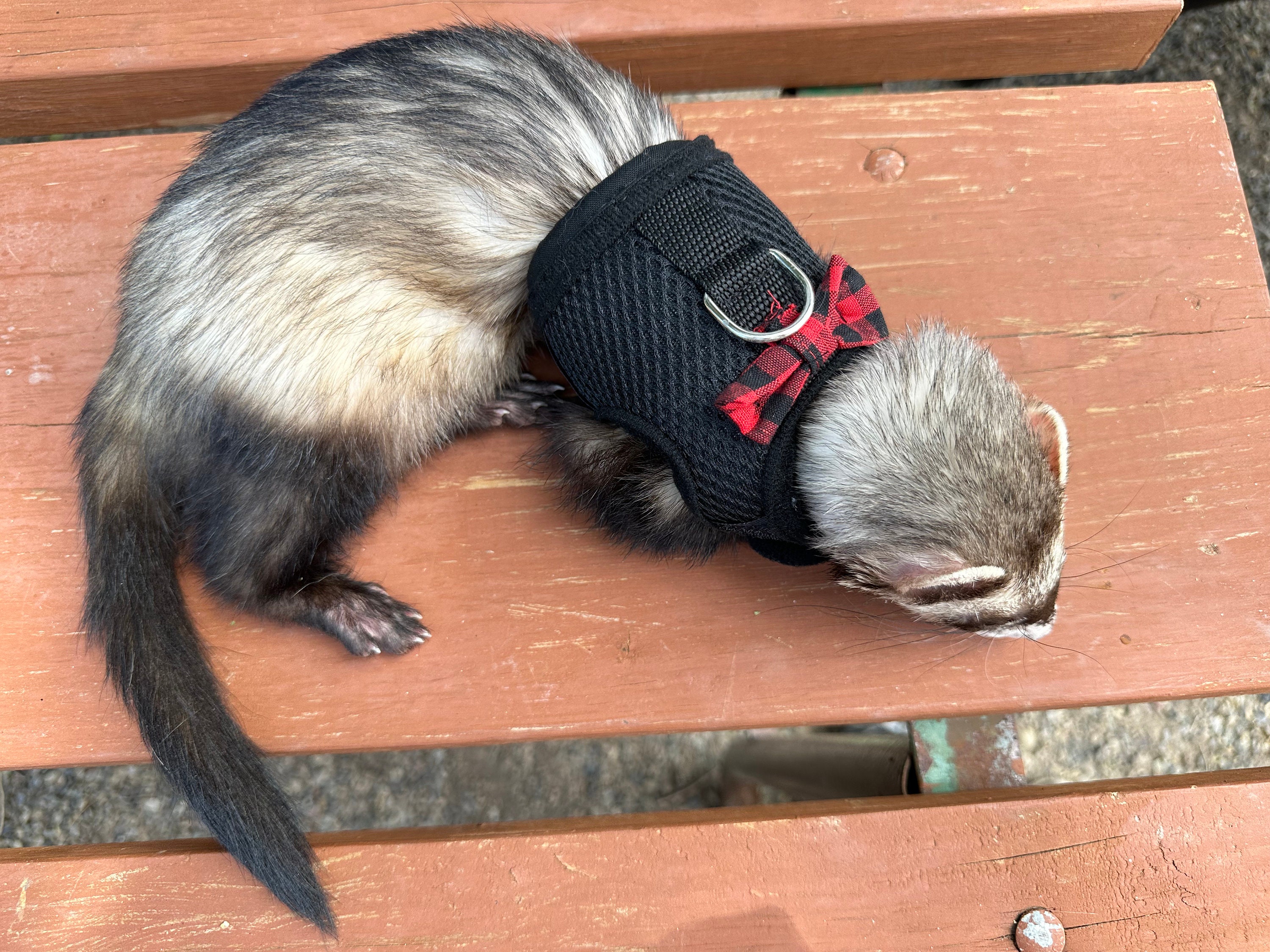 Ferret Personal Flotation Device (life Vest) With Bow - Etsy