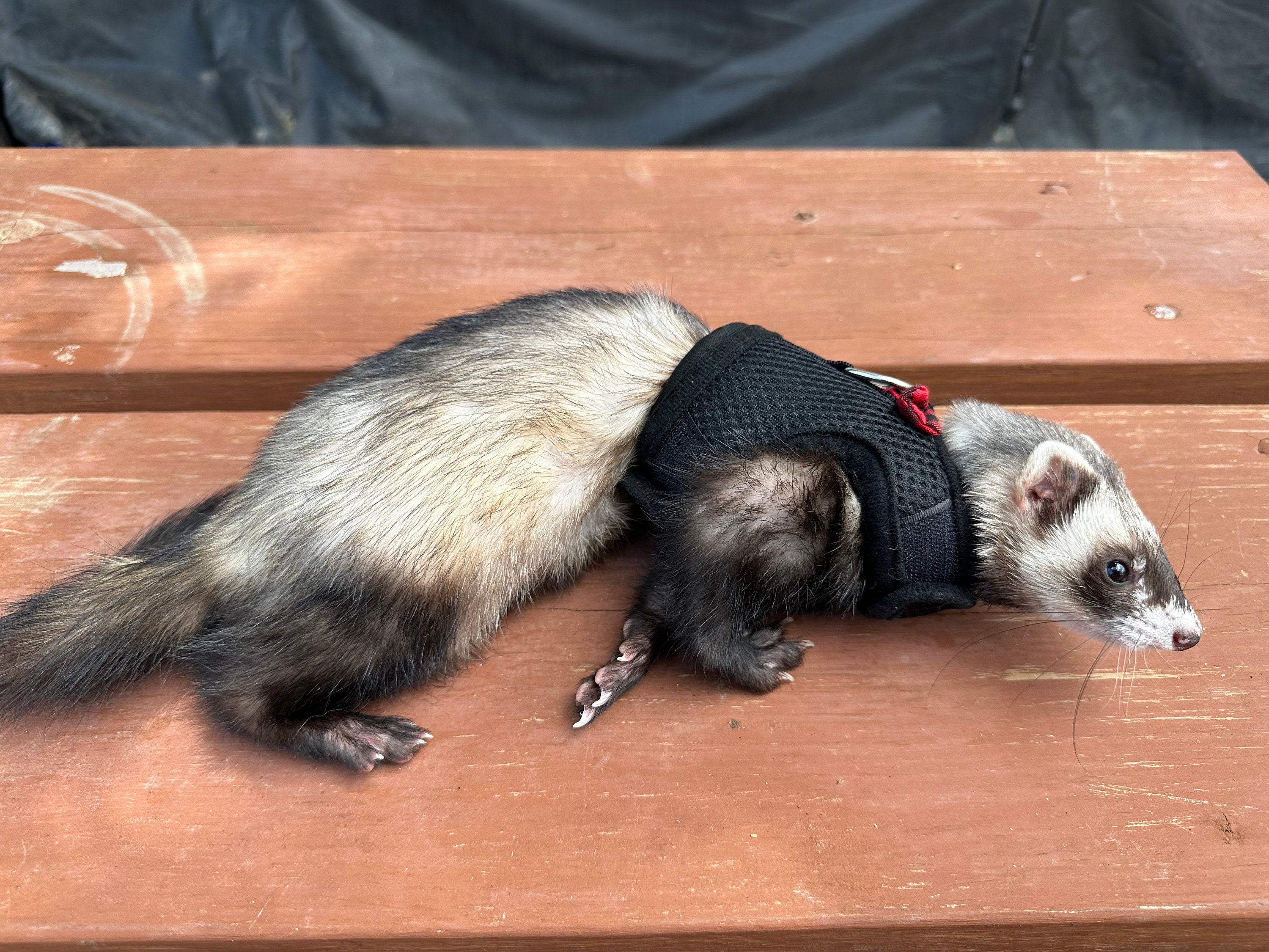 Ferret Personal Flotation Device (life Vest) With Bow - Etsy