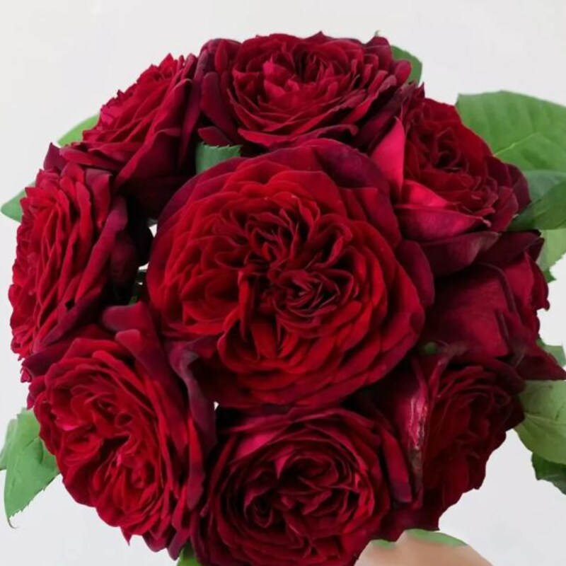 German Rose - Etsy