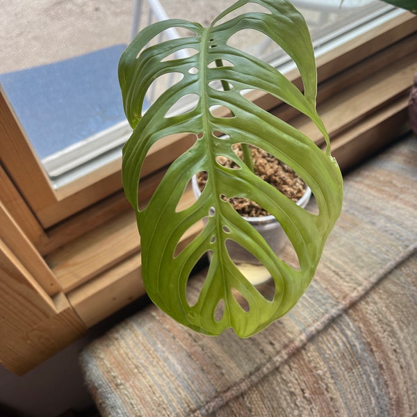 Variegated Monstera Esqueleto - Etsy