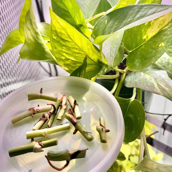 Golden Pothos - Etsy