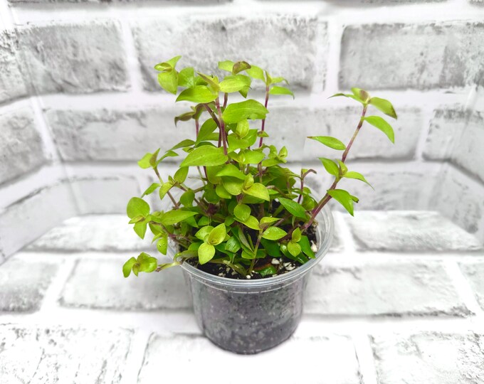 Callisia Repens Gold, Creeping Inch Plant (turtle Vine) LIVE Mini ...