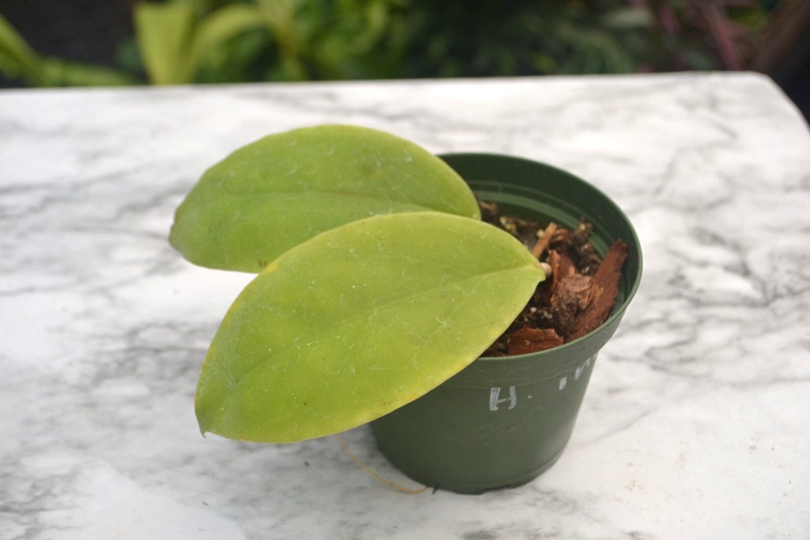 Very Rare Hoya incrassata Live Hoya Plant | Etsy