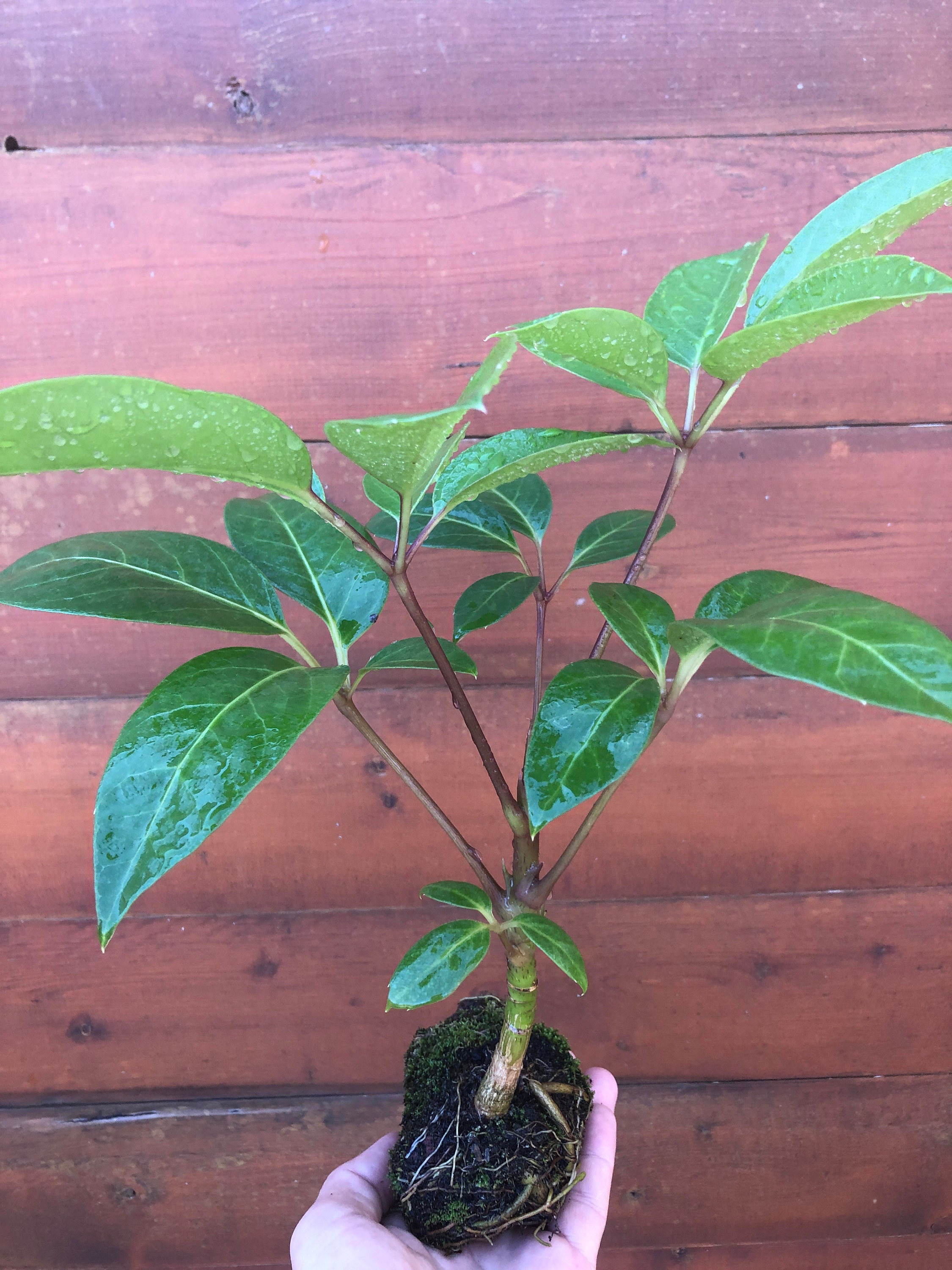 Lava Rock Plant Schefflera Alpine Jr. Bonsai Tree Maui | Etsy