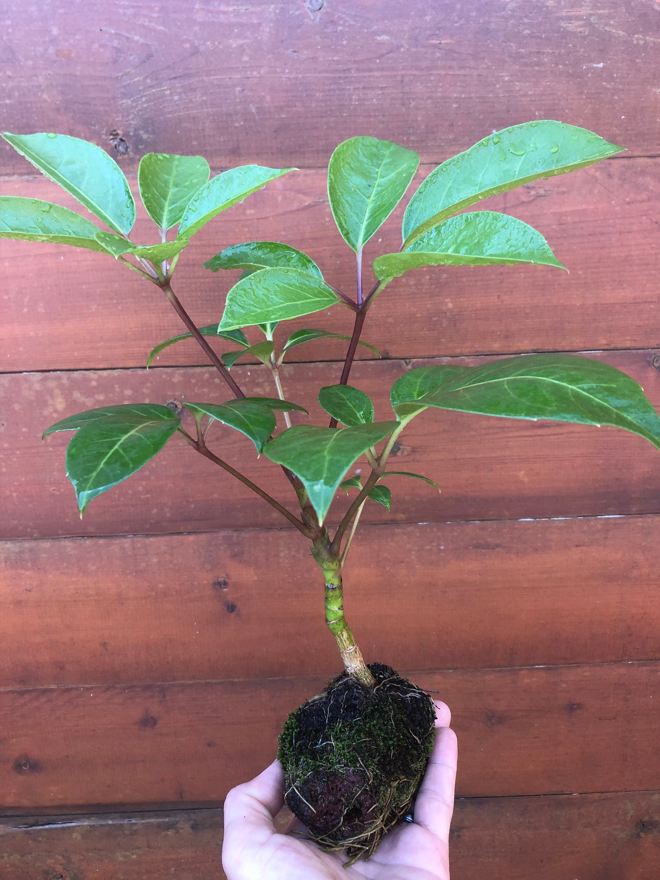 Lava Rock Plant Schefflera Alpine Jr. Bonsai Tree Maui | Etsy