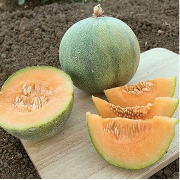 Minnesota Midget Melon Seeds - Etsy