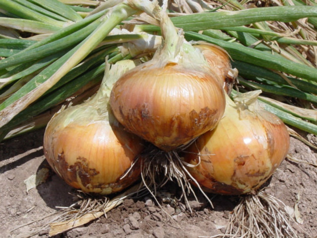 Onion GLDC Yellow Granex - Etsy