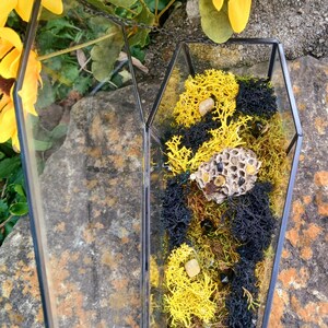 Oddity Terrarium, Bumble Bee Oddity With Hive and Onyx and Citrine ...